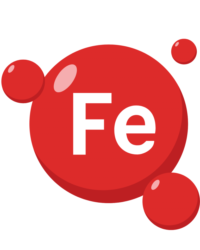 Fer dans l’organisme : absorption, transport et utilisation | Phynacare